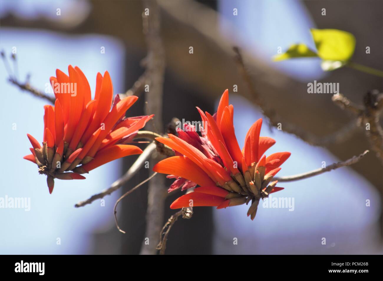 Erythrina variegata l hi-res stock photography and images - Alamy