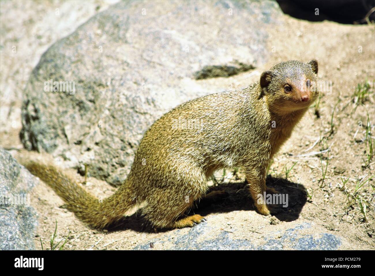 Dwarf Mongoose (Helogale parvula Stock Photo - Alamy