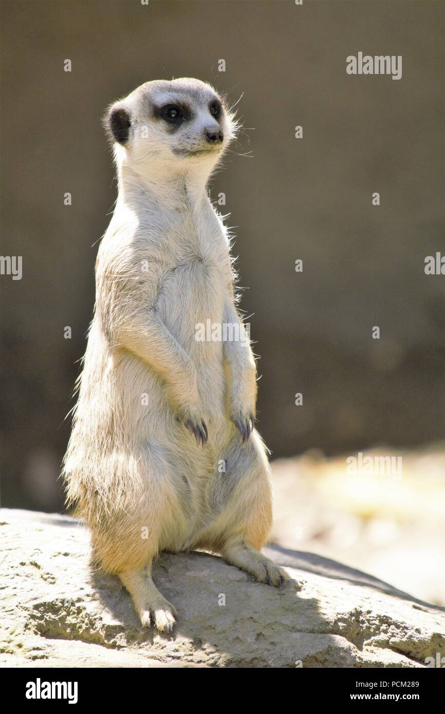 Meerkat (Suricata suricatta Stock Photo - Alamy