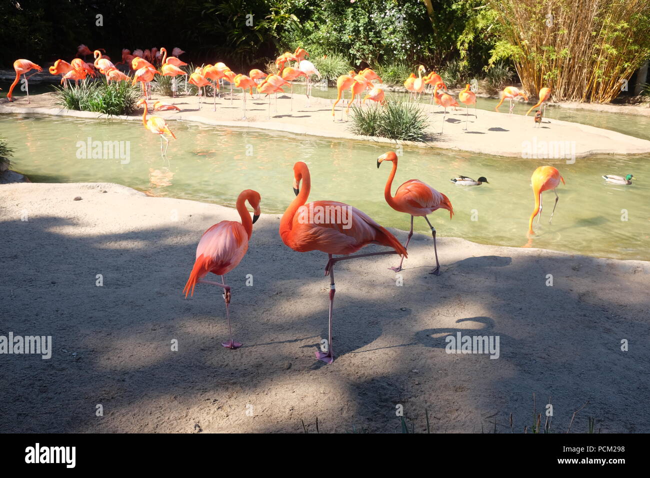 Pink Flamingos in San Diego Zoo, California USA Stock Photo - Alamy