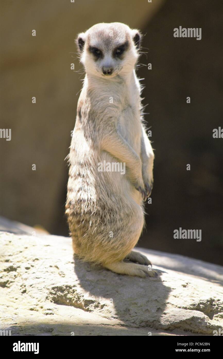 Adorable suricatta hi-res stock photography and images - Alamy