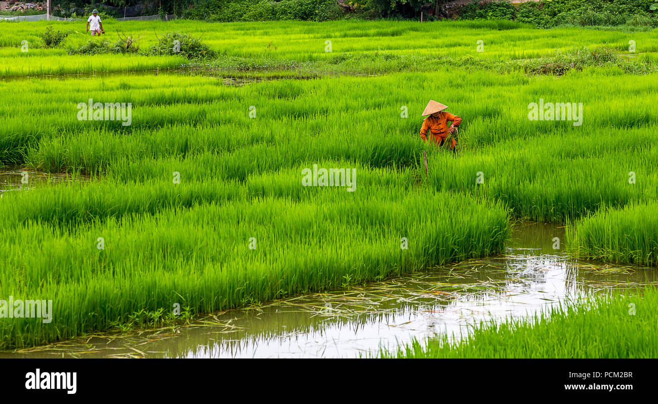 Rice farmer harvesting rice hi-res stock photography and images - Alamy