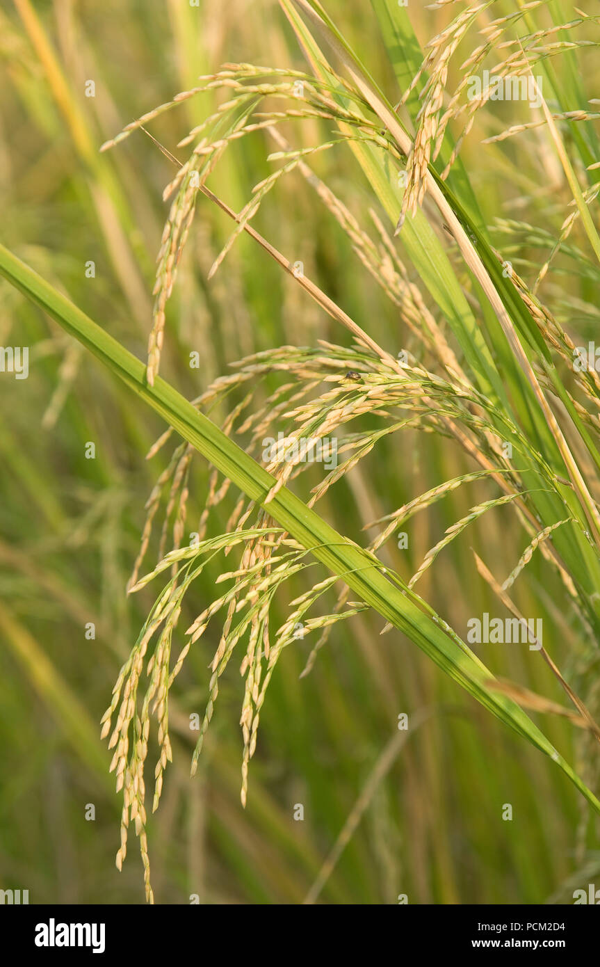 Paddy Rice field near Mumbai, India Stock Photo - Alamy
