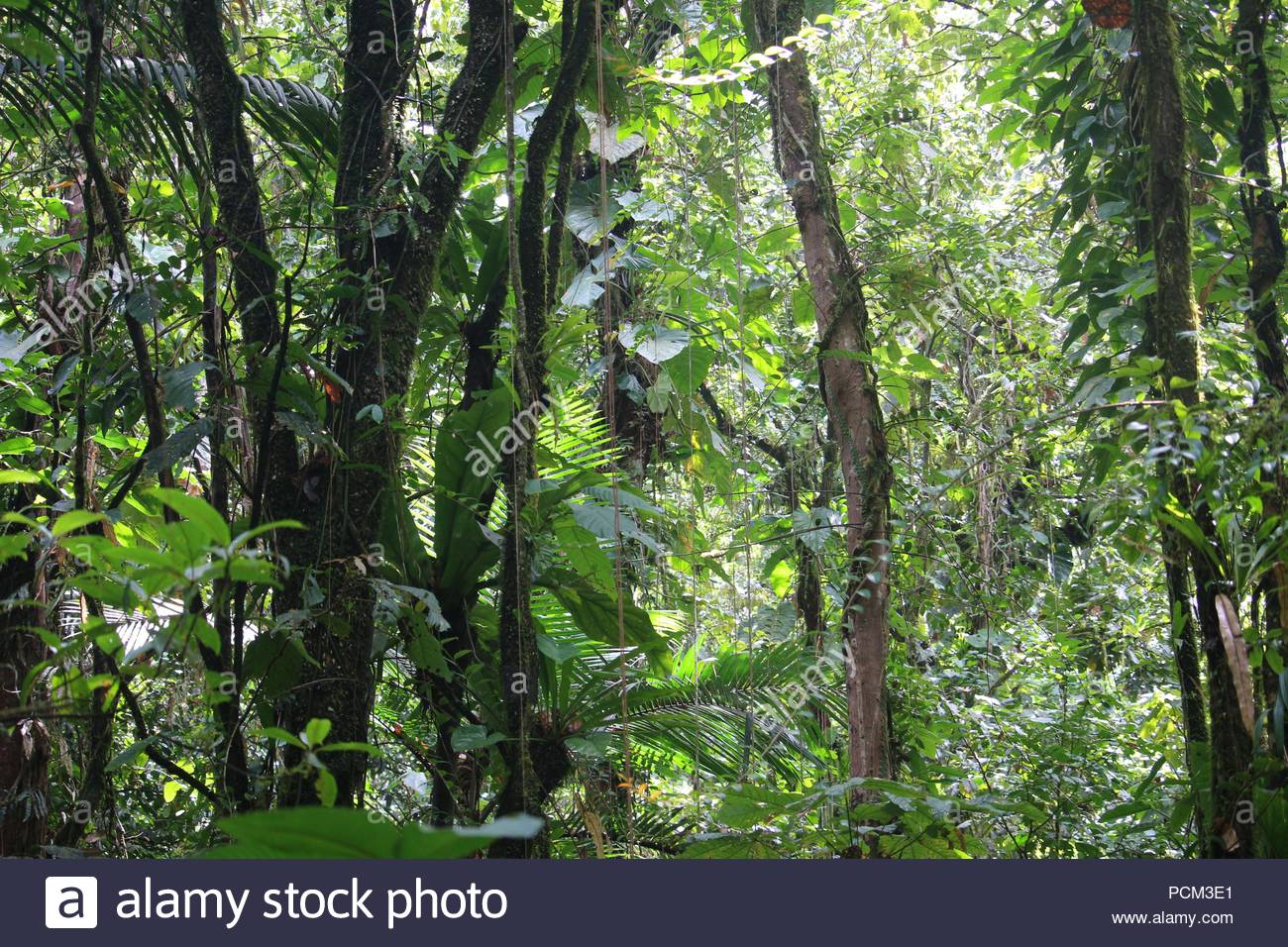 Parc National De La Guadeloupe High Resolution Stock Photography and ...