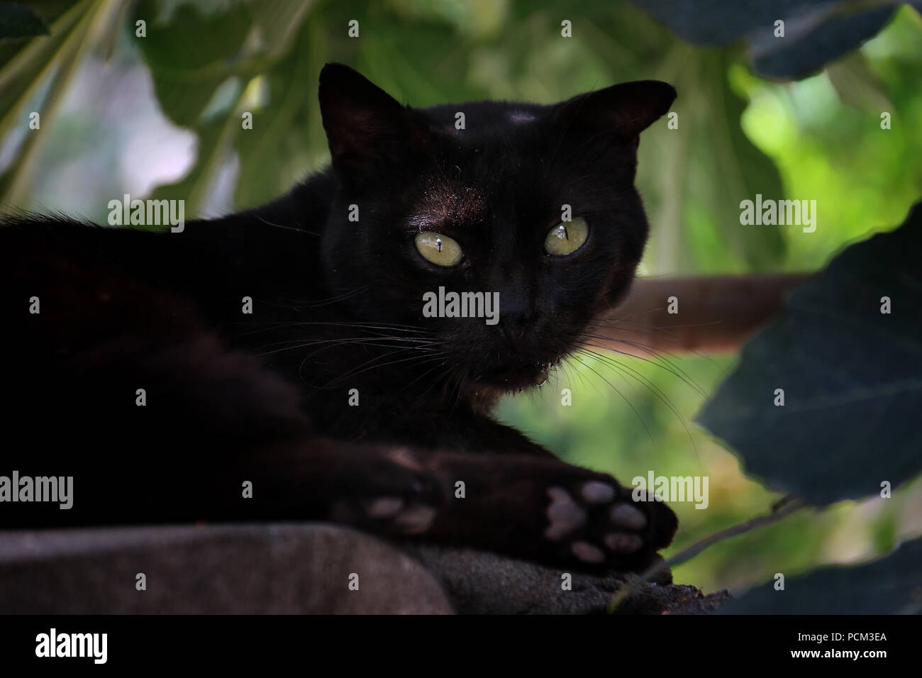 Cat under a tree hi-res stock photography and images - Alamy