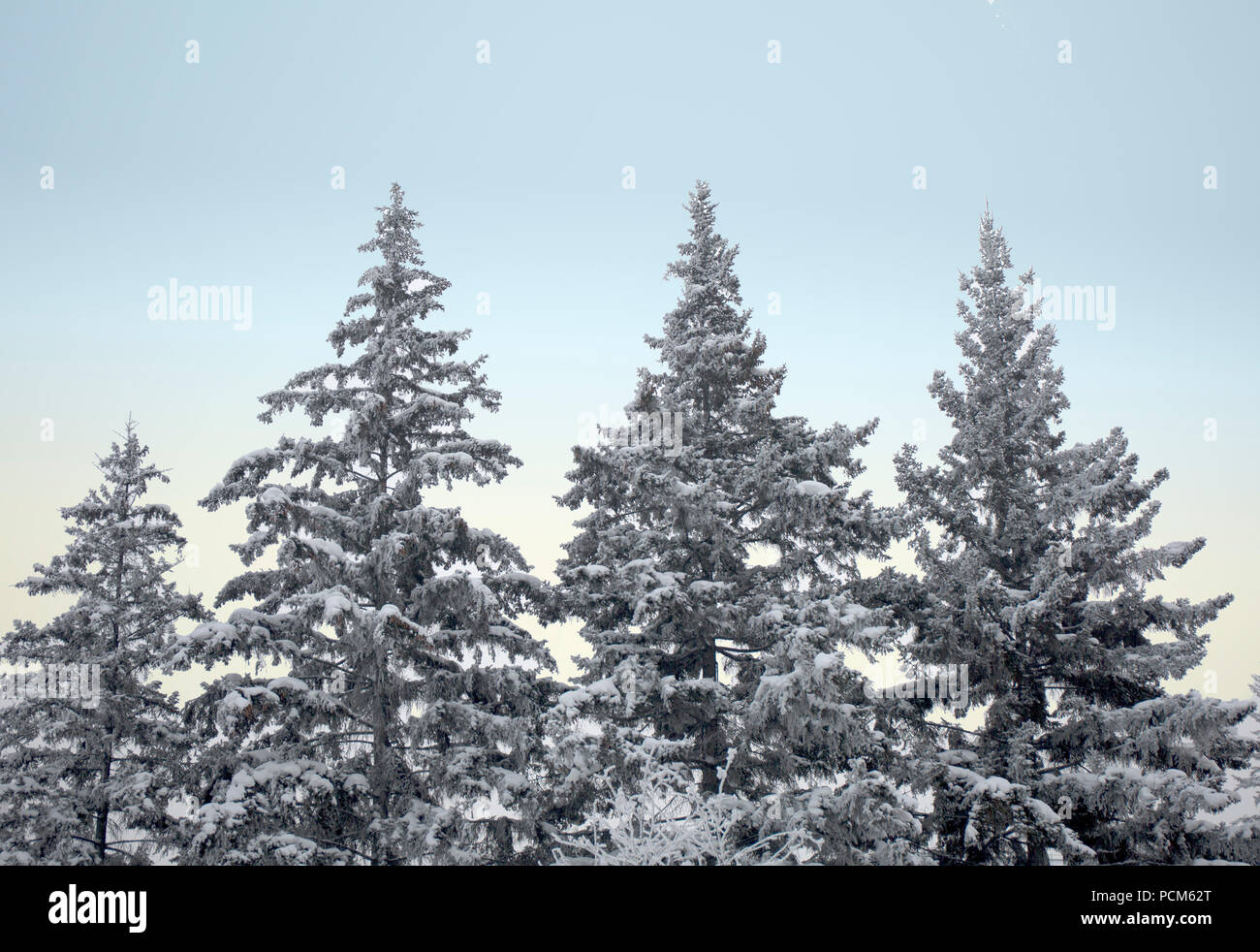 Snow covered fir trees. Winter frost forest. Cold december moning in ...