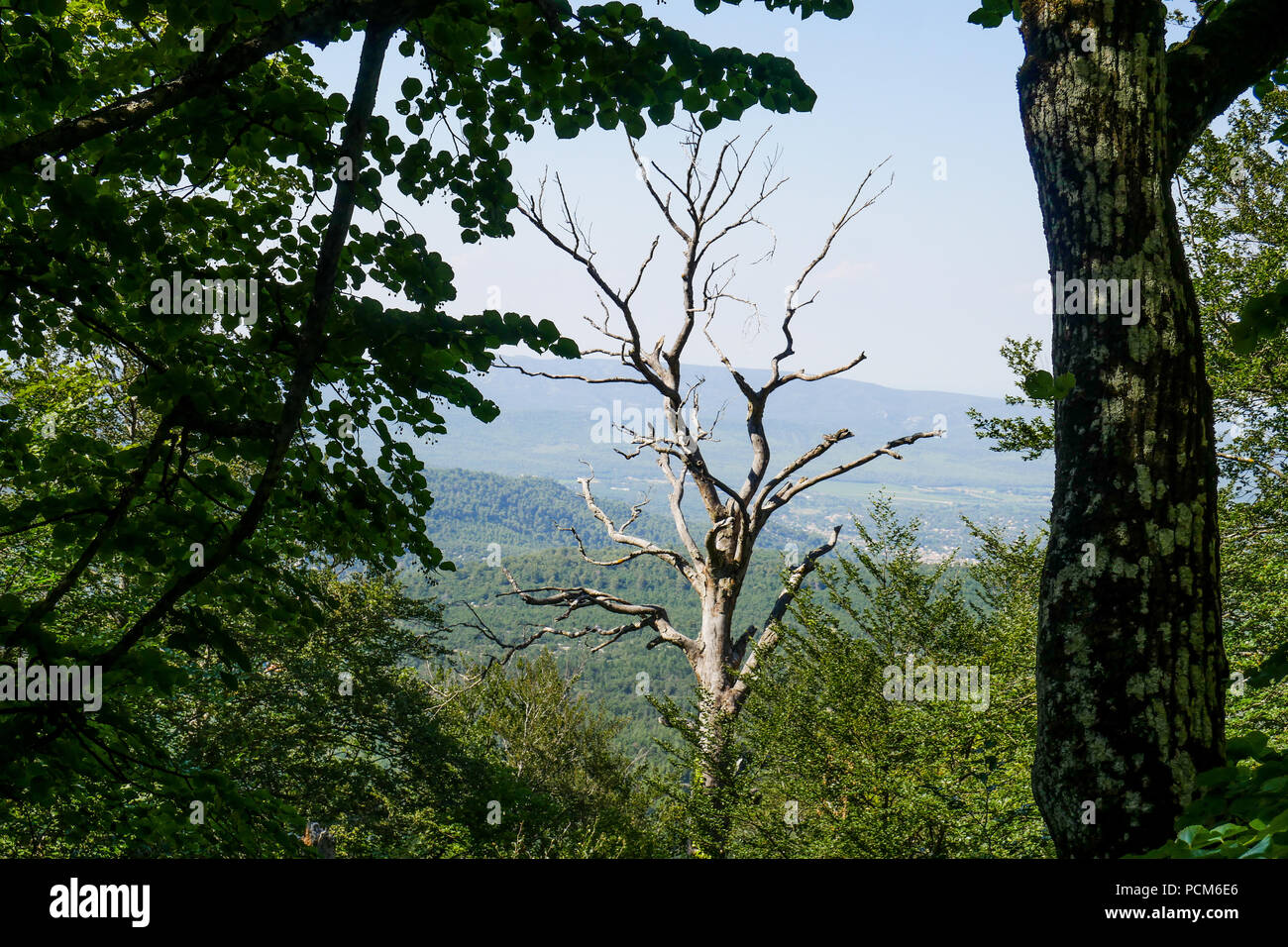 Var sainte baume forest hi-res stock photography and images - Alamy