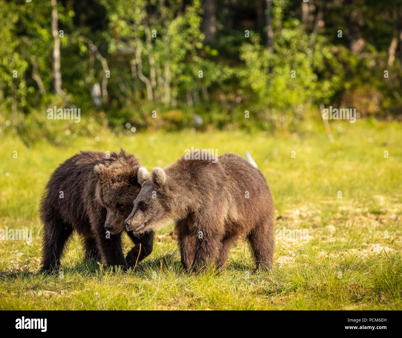 Two wild brown bear hi-res stock photography and images - Alamy