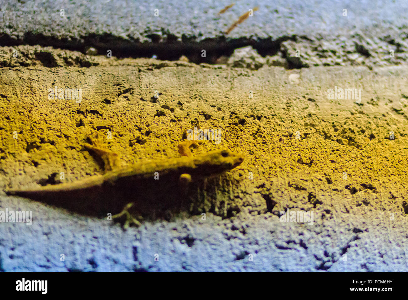 Close up lizard on the brick wall at night. Abstract background brick ...