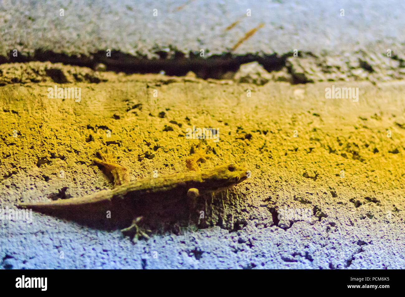 Close up lizard on the brick wall at night. Abstract background brick ...