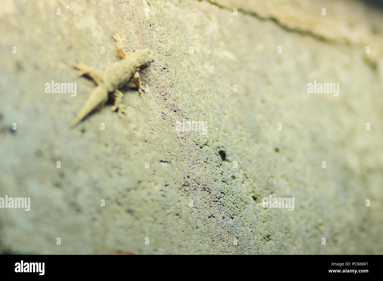 Close up lizard on the brick wall at night. Abstract background brick ...