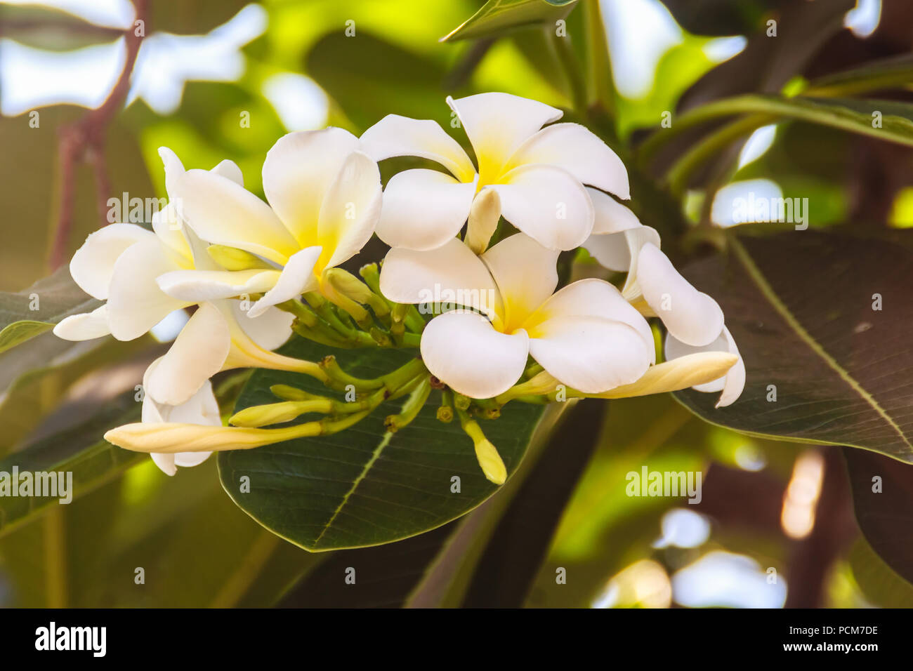 Blooming Plumeria flowers and green leaves in the garden. Beautiful ...