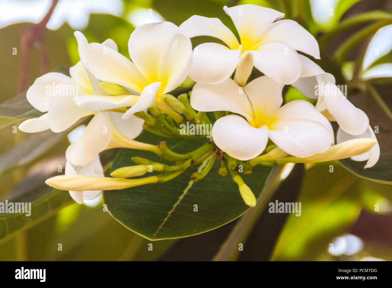 Blooming Plumeria flowers and green leaves in the garden. Beautiful ...