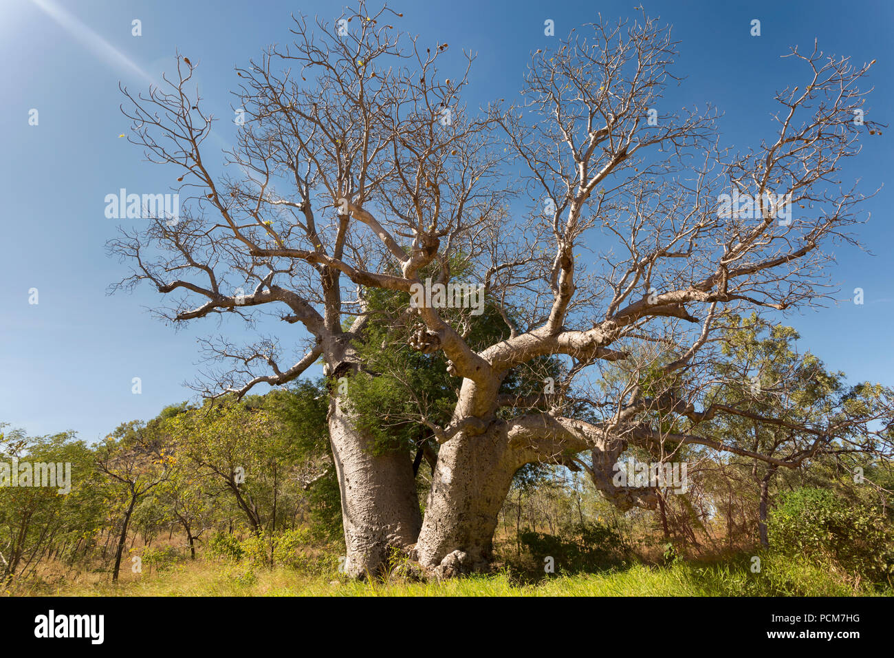 Boab tree in kununurra hi-res stock photography and images - Alamy