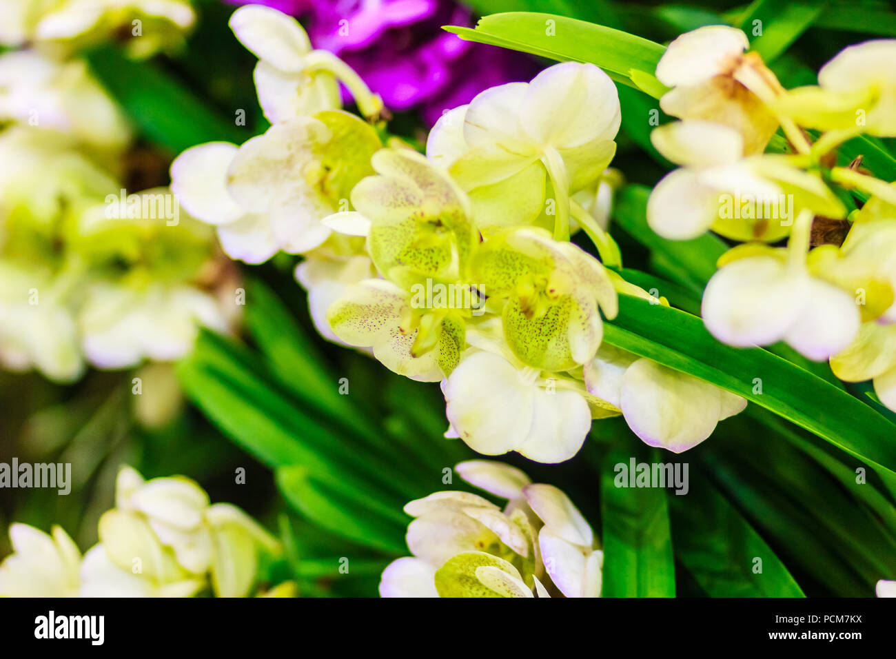 Beautiful Yellow Orchid flower, Vanda hybrid flowers. Yellow Vanda ...