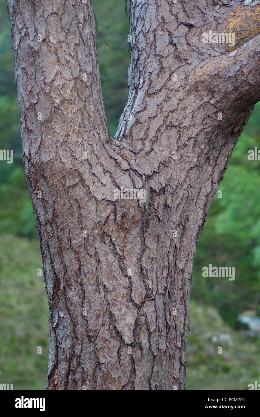 Scaly Bark Stock Photos & Scaly Bark Stock Images - Alamy