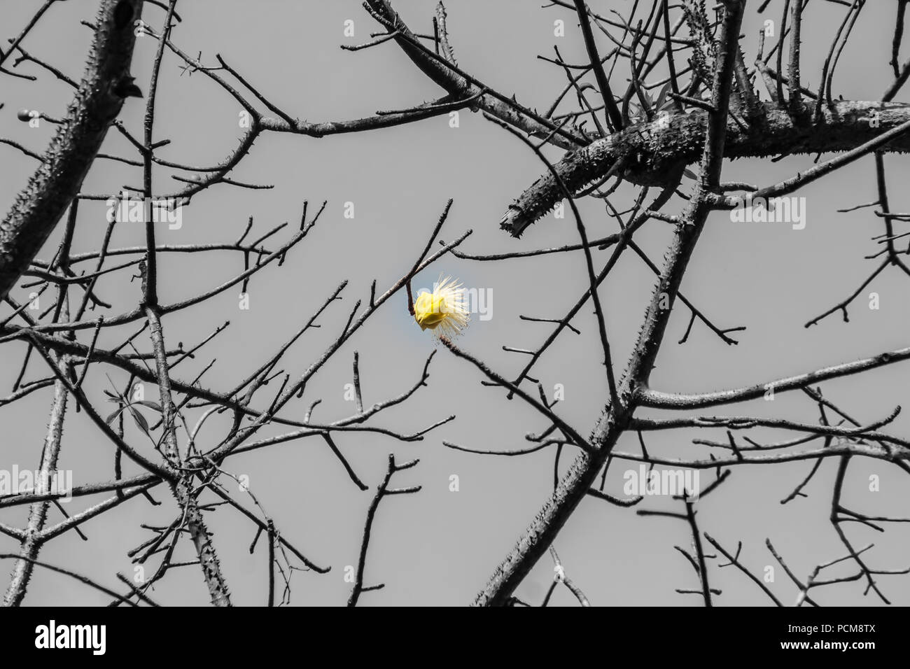 Kapok tree bombax ceiba forest hi-res stock photography and images - Alamy