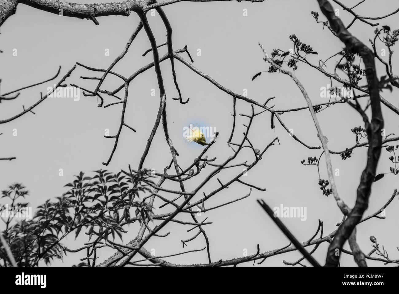 Kapok tree bombax ceiba forest hi-res stock photography and images - Alamy