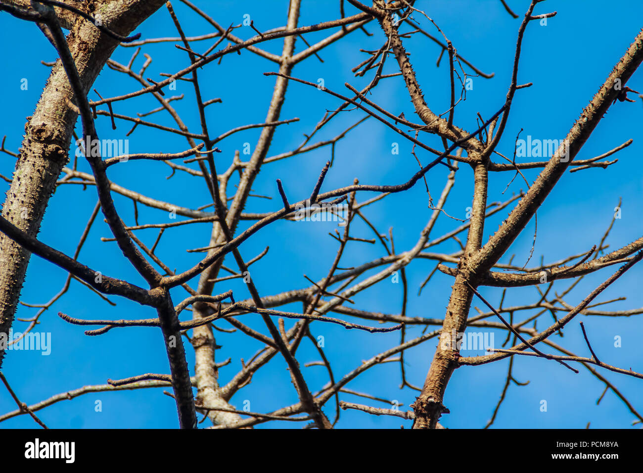Branches of trees without leaves background. Dry season tree without ...