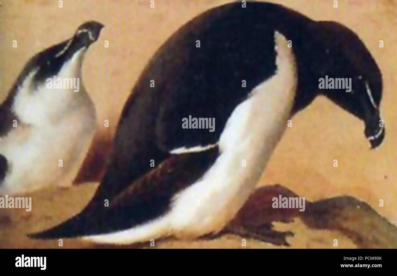 Alca torda illustration by Archibald Thorburn Stock Photo - Alamy