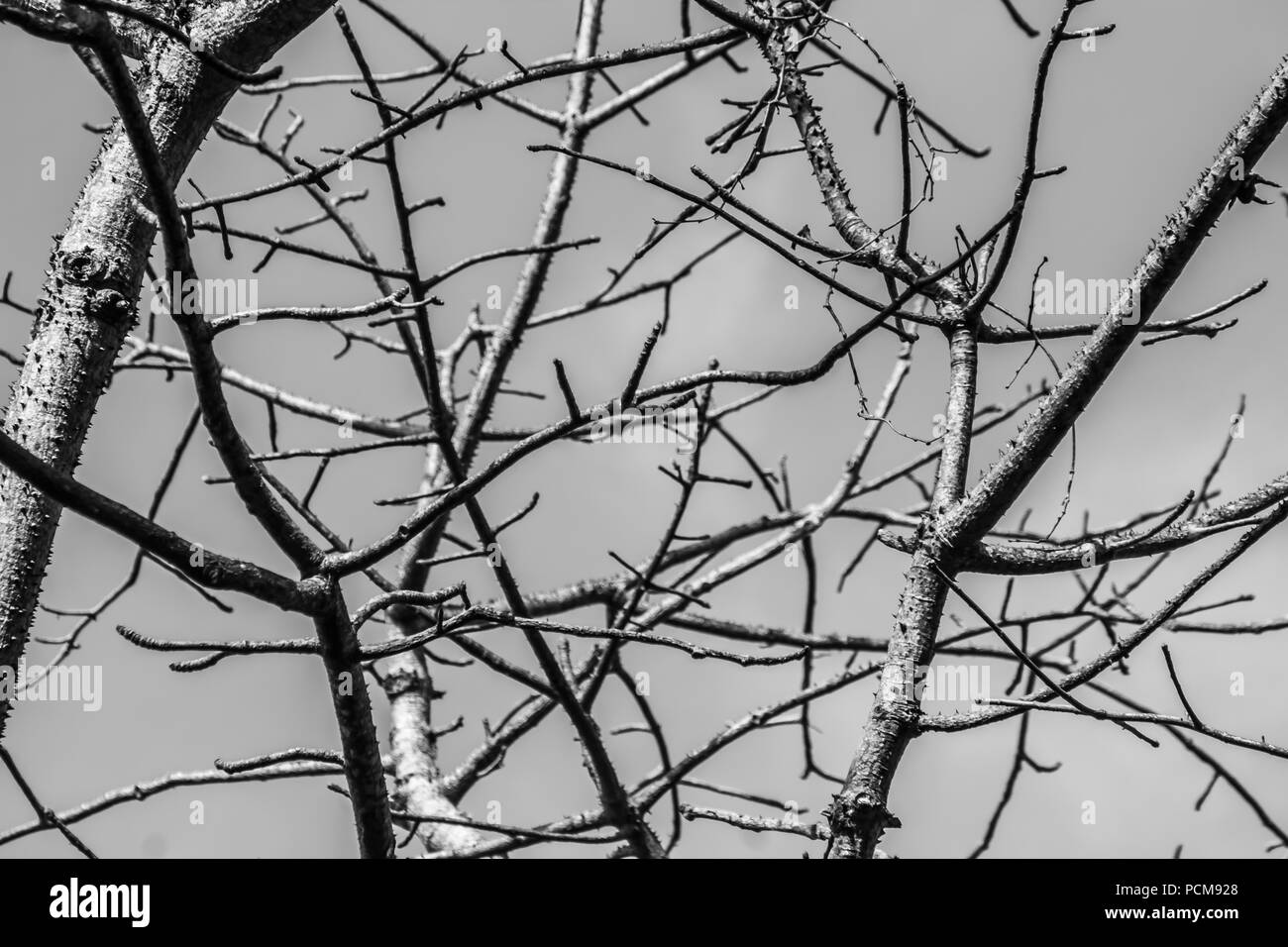 Branches of trees without leaves background. Dry season tree without ...
