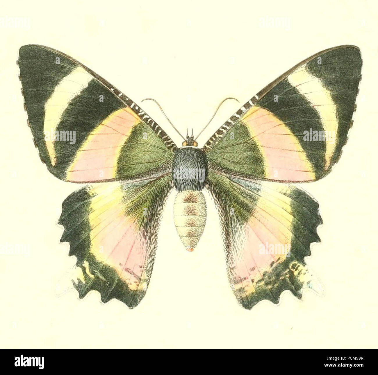 Alcides metaurus hi-res stock photography and images - Alamy