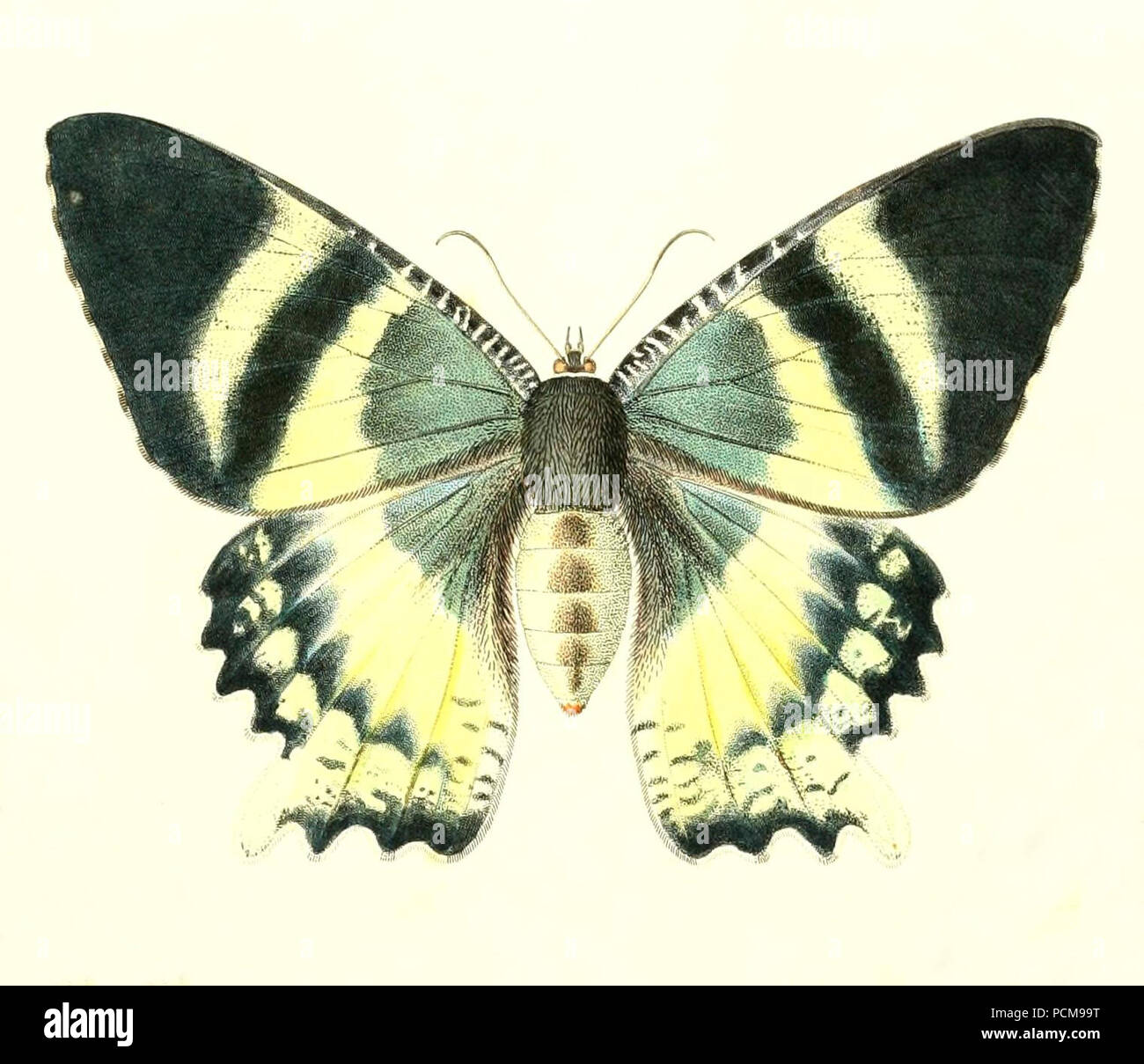 Alcides orontes hi-res stock photography and images - Alamy