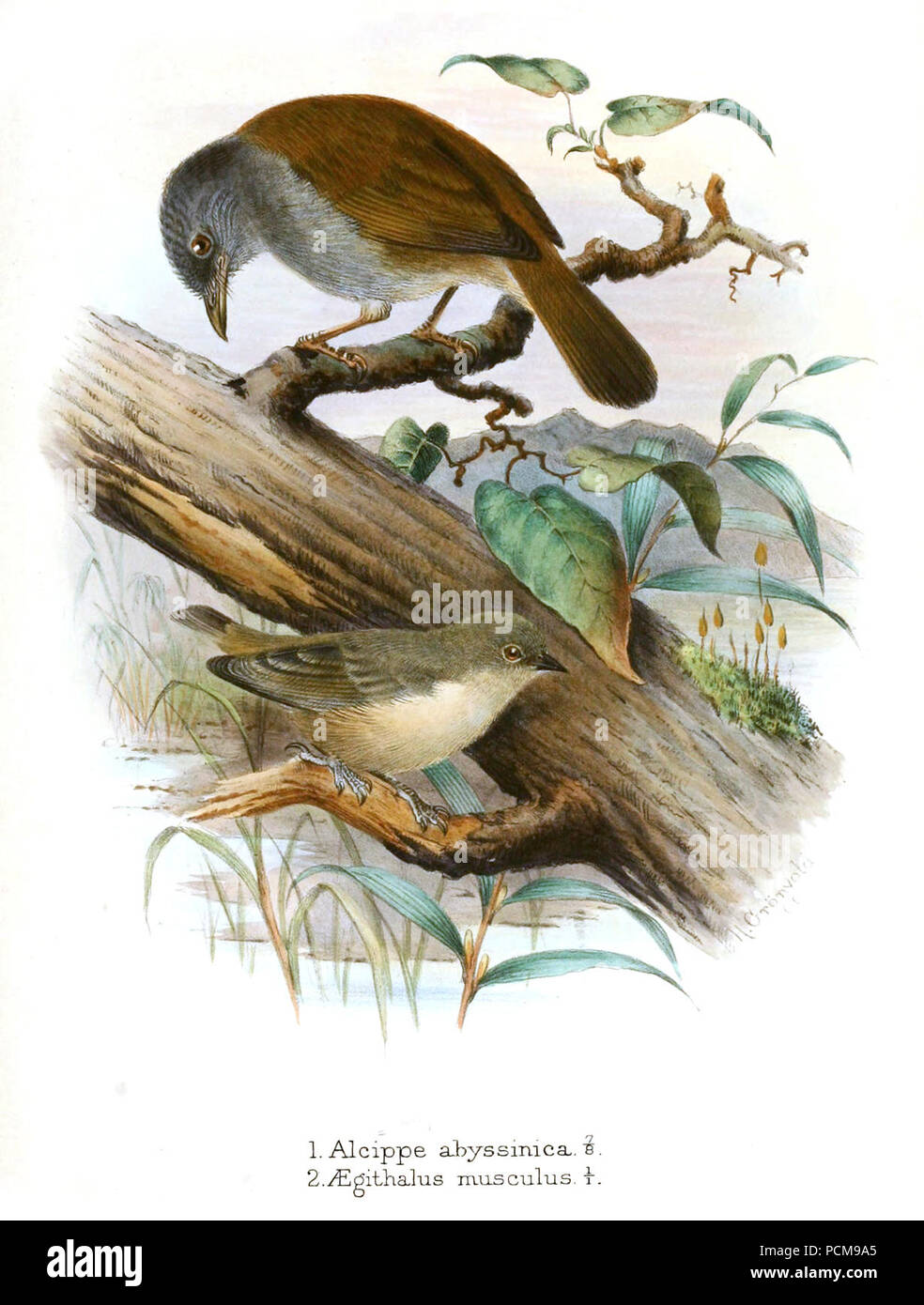 Alcippe Aegithalus Gronvold Stock Photo - Alamy