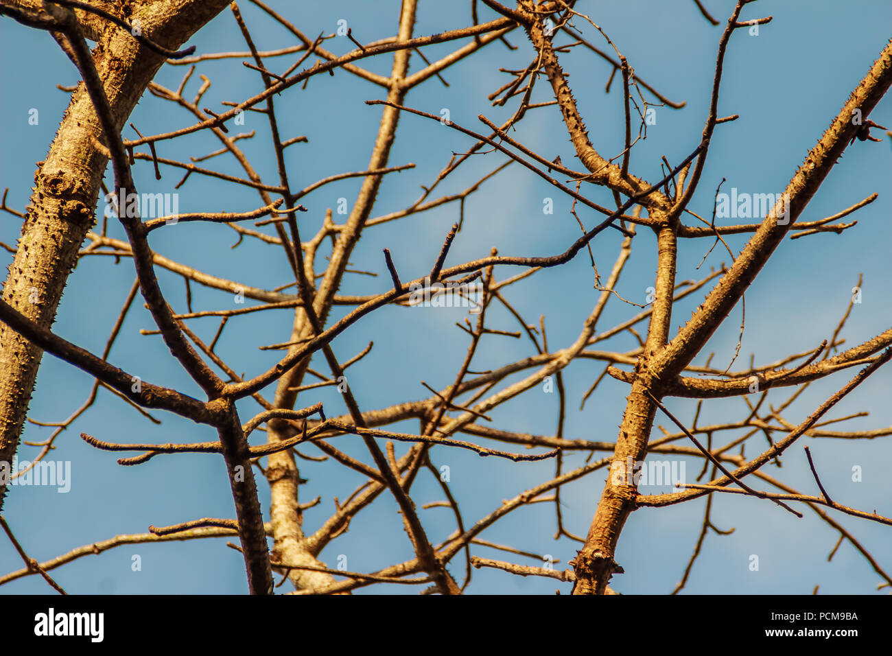 Branches of trees without leaves background. Dry season tree without ...