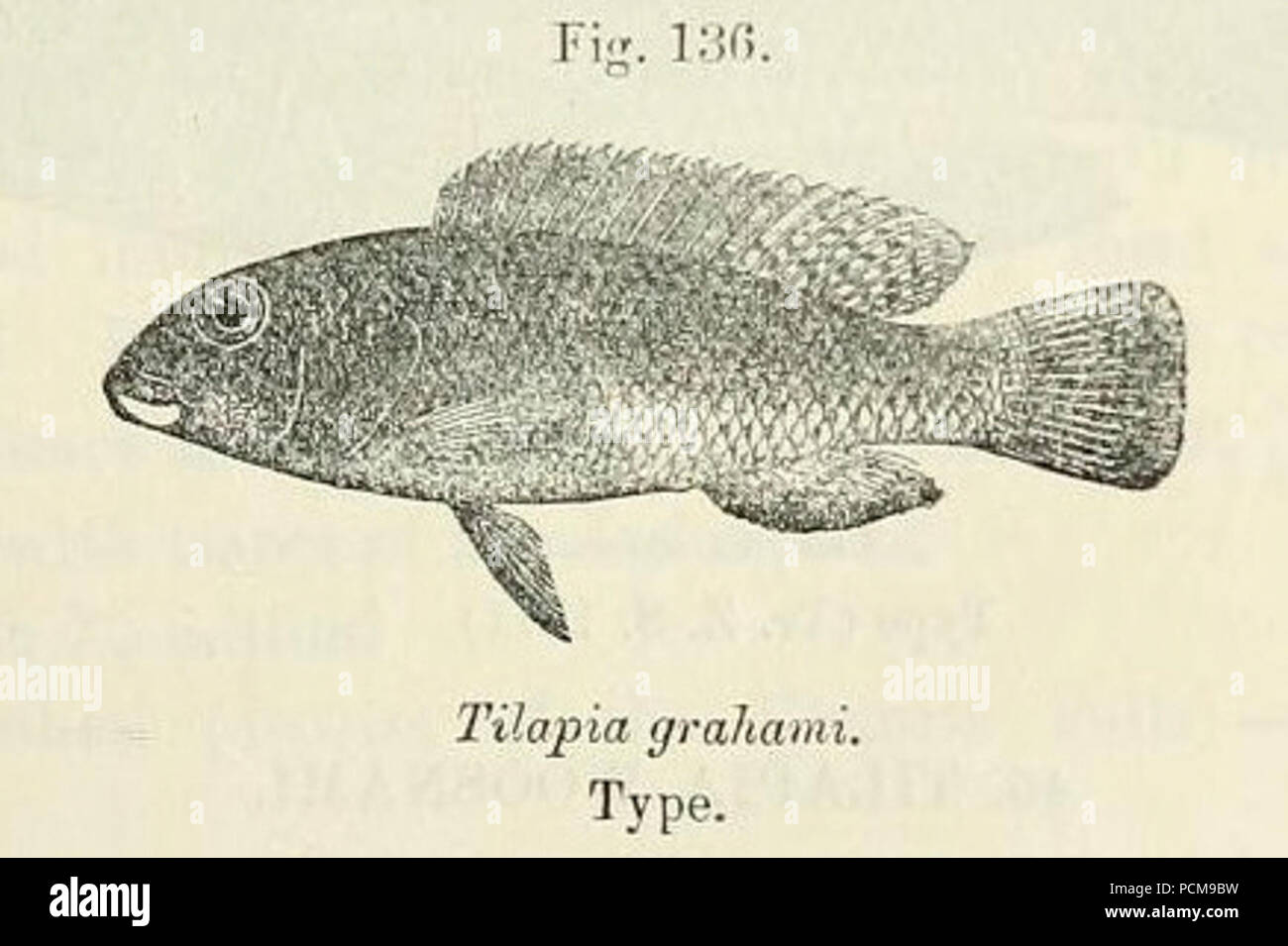 Grahami hi-res stock photography and images - Alamy