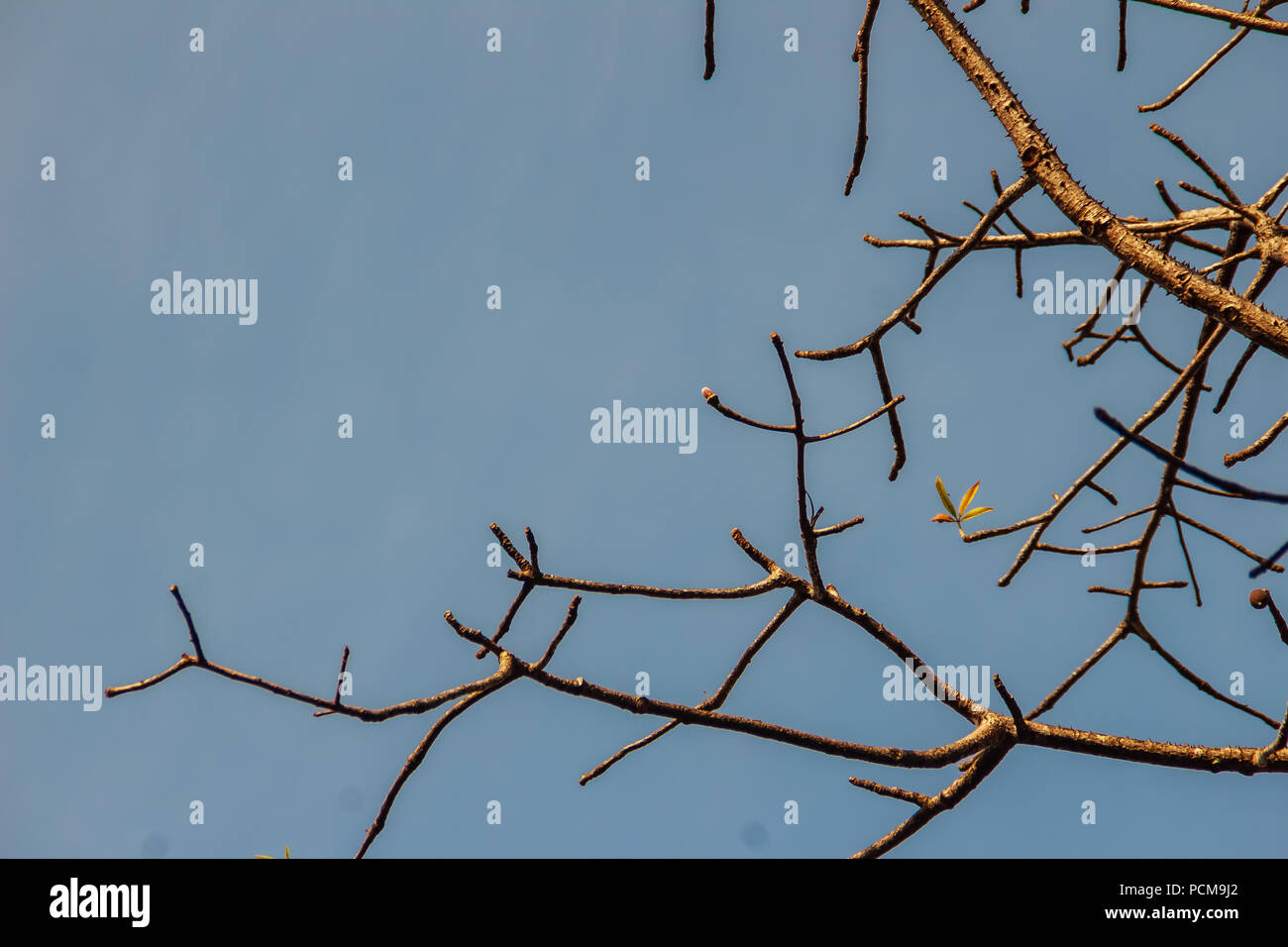 Branches of trees without leaves background. Dry season tree without ...