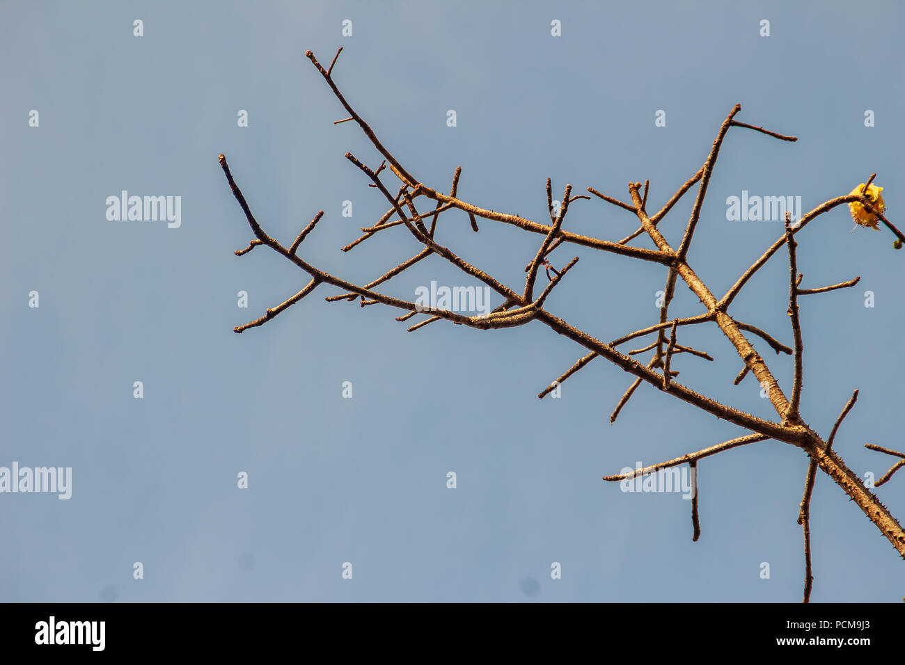 Kapok tree bombax ceiba forest hi-res stock photography and images - Alamy