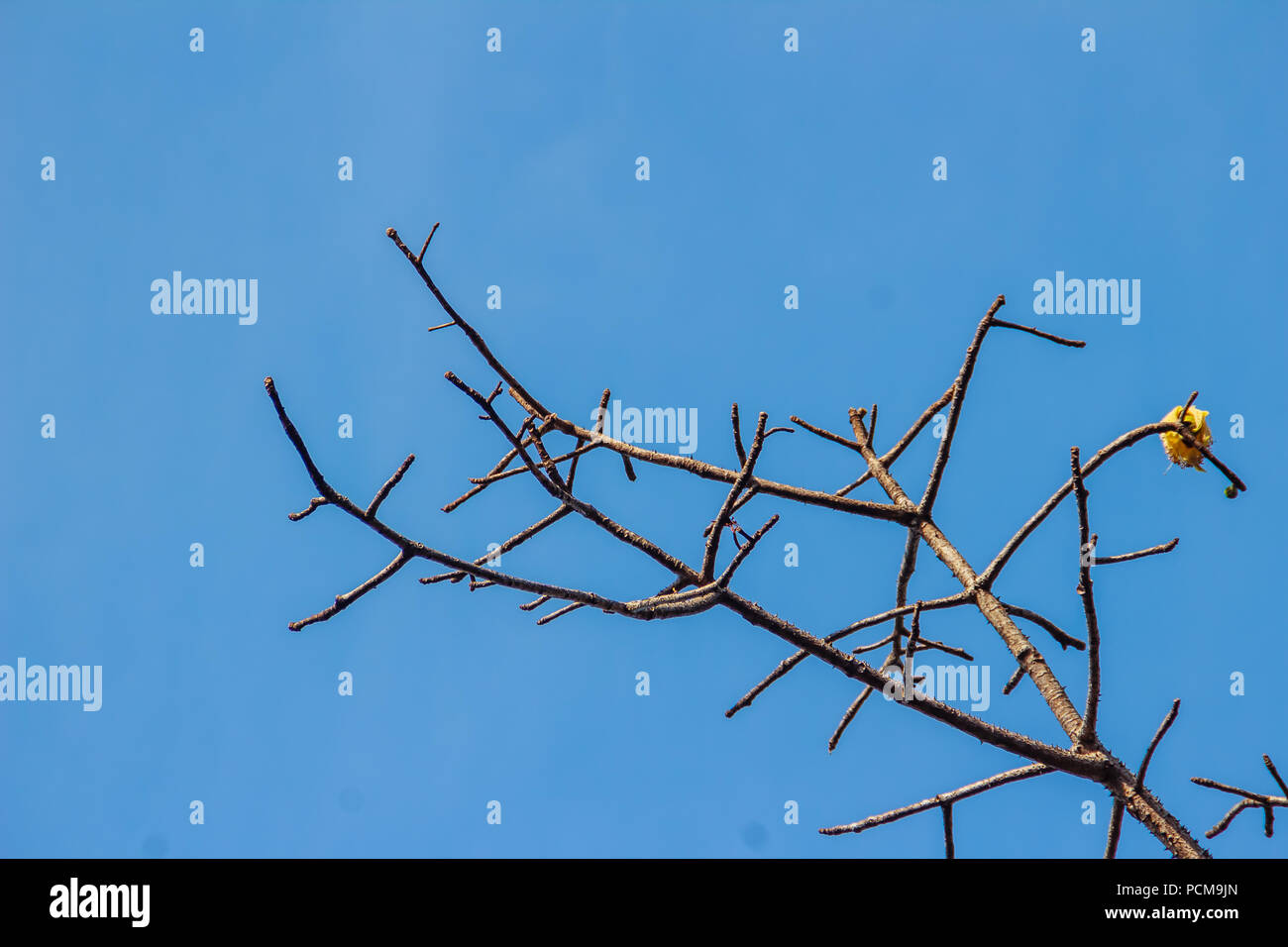 Kapok tree bombax ceiba forest hi-res stock photography and images - Alamy