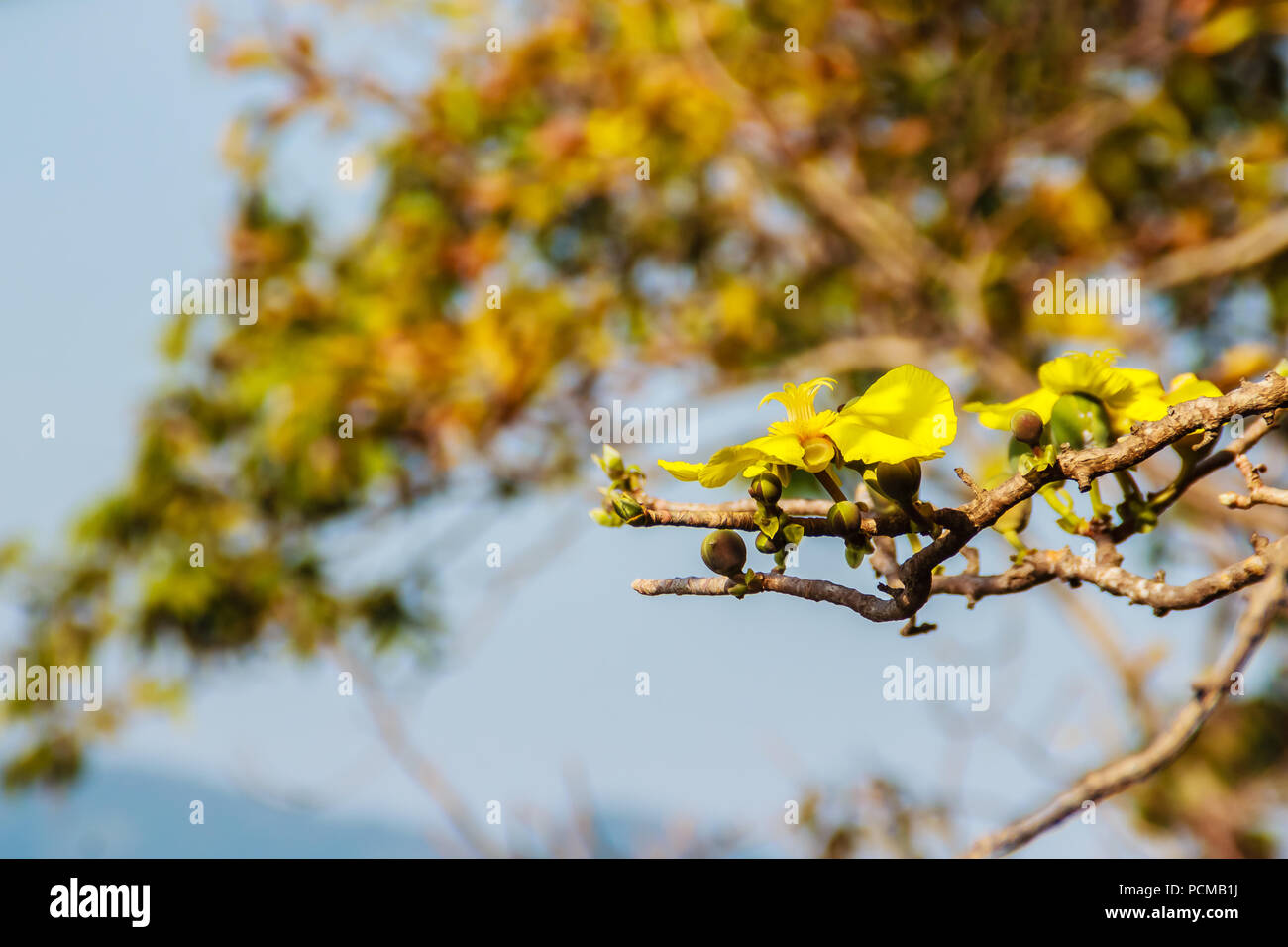 Beautiful yellow flower of great elephant apple tree, or Dillenia ...