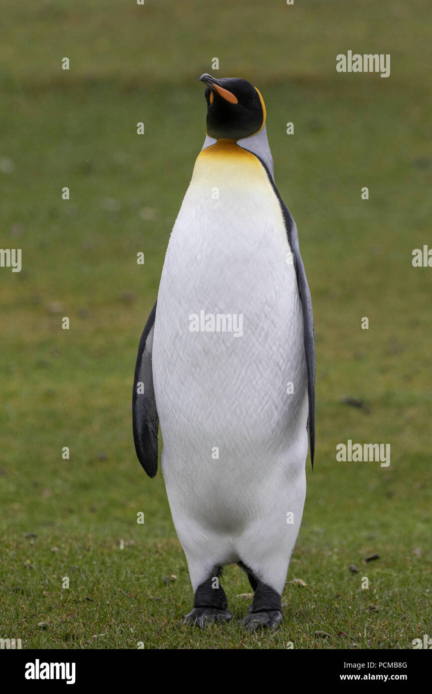 Tall king penguin in hi-res stock photography and images - Alamy