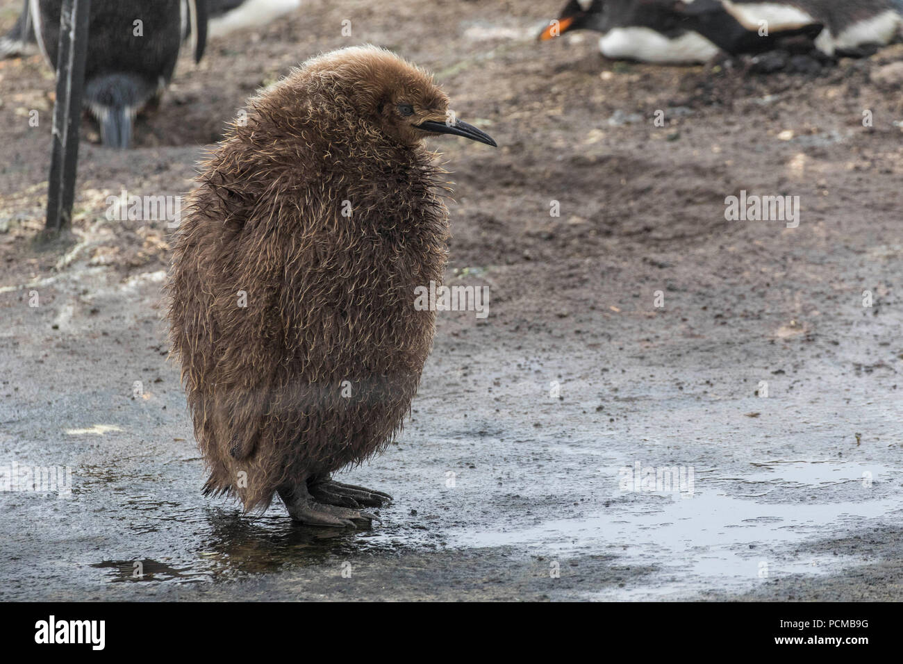 Young king penguin chick in the Falkland Islands Stock Photo - Alamy
