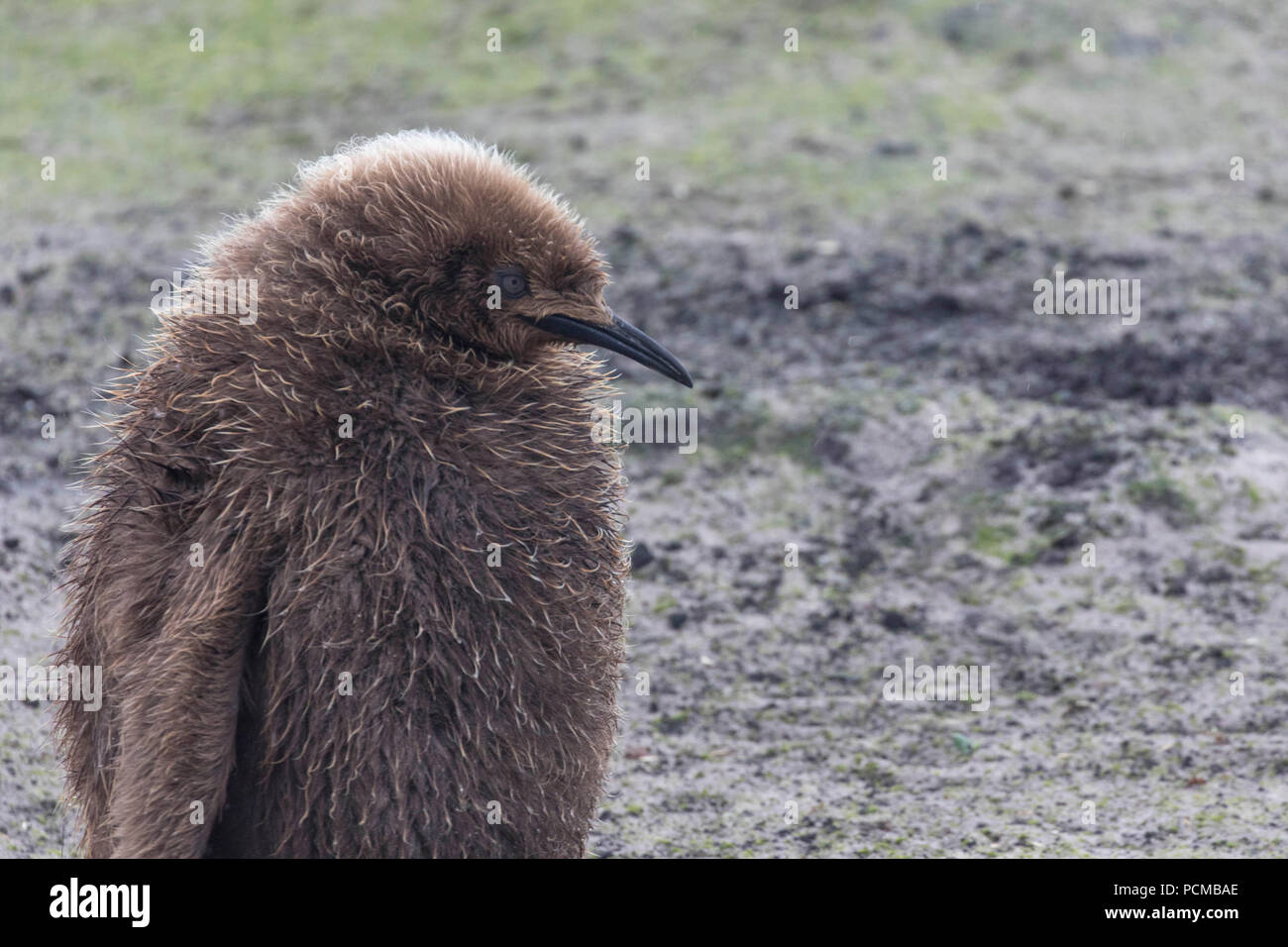 Young king penguin chick in the Falkland Islands Stock Photo - Alamy