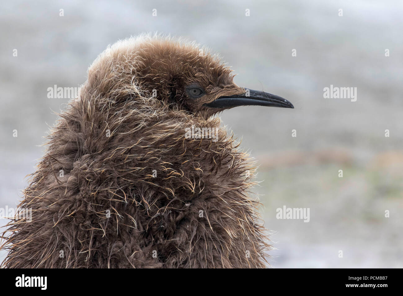 Little penguin chick hi-res stock photography and images - Alamy