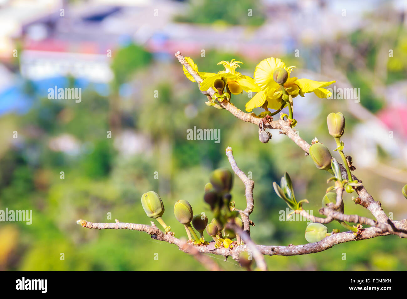 Beautiful yellow flower of great elephant apple tree, or Dillenia ...