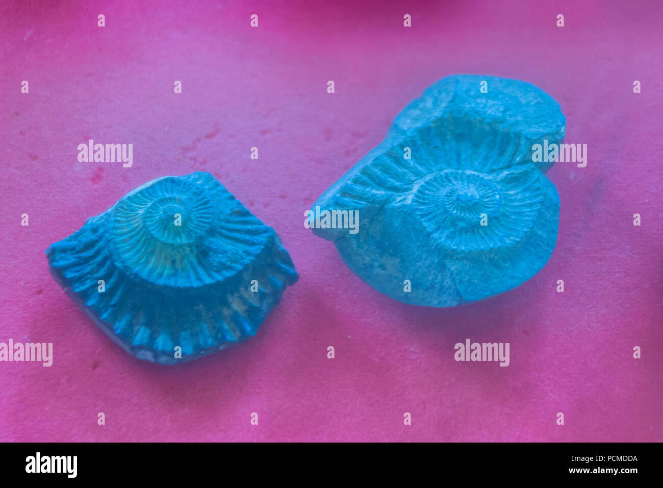 Ammonites shells fossil in the blue clay of jurassic period from ...