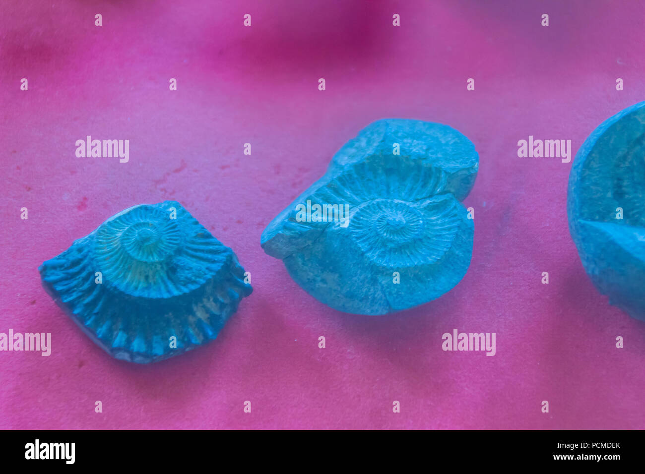 Ammonites shells fossil in the blue clay of jurassic period from ...