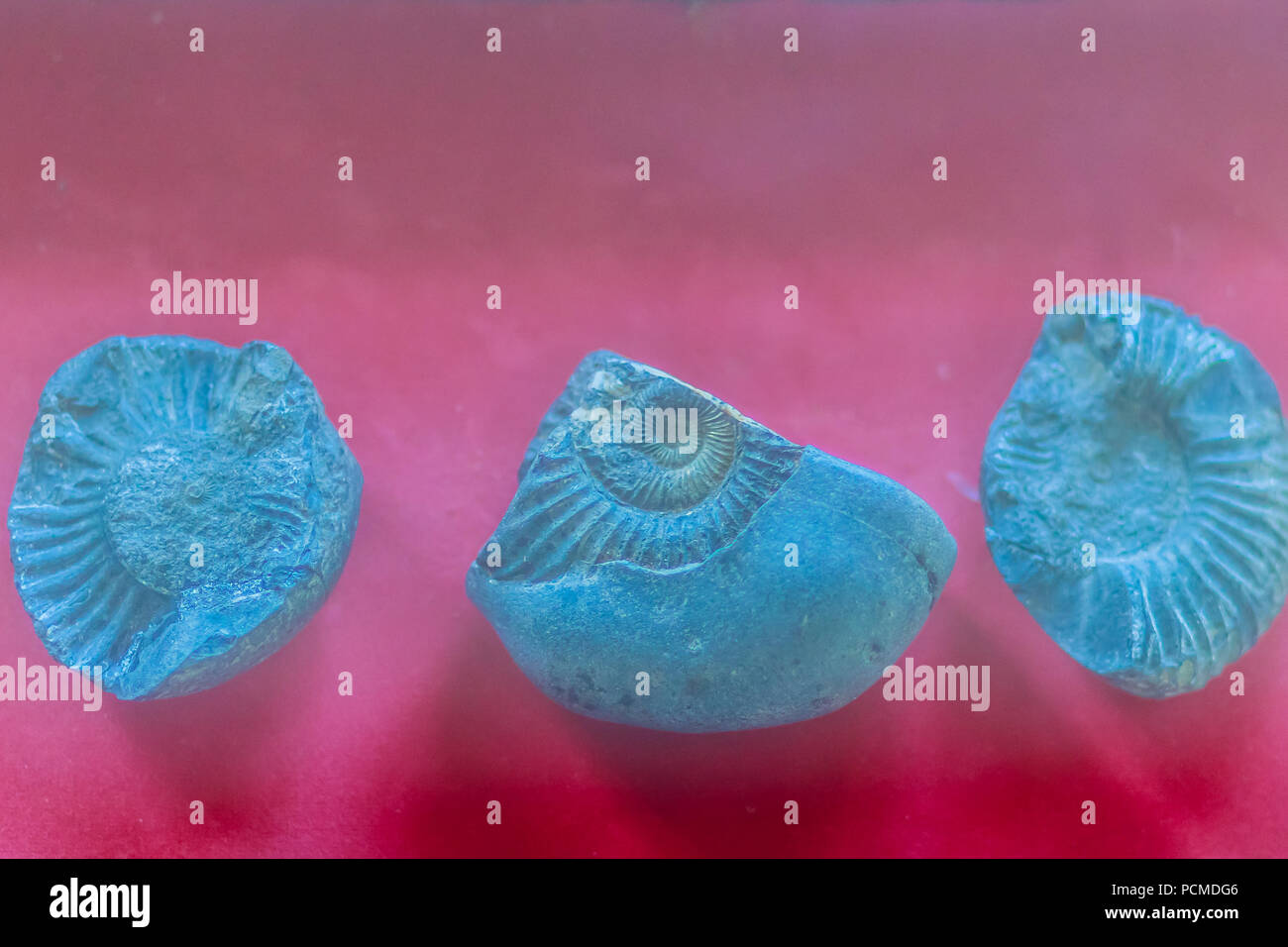 Ammonites shells fossil in the blue clay of jurassic period from ...