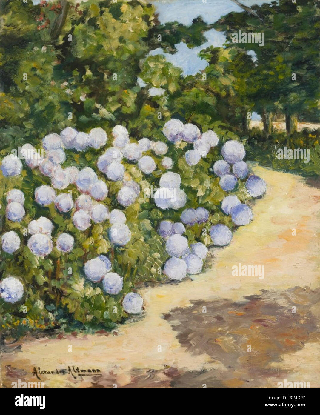 Alexander Altman Hortensia bush Stock Photo - Alamy