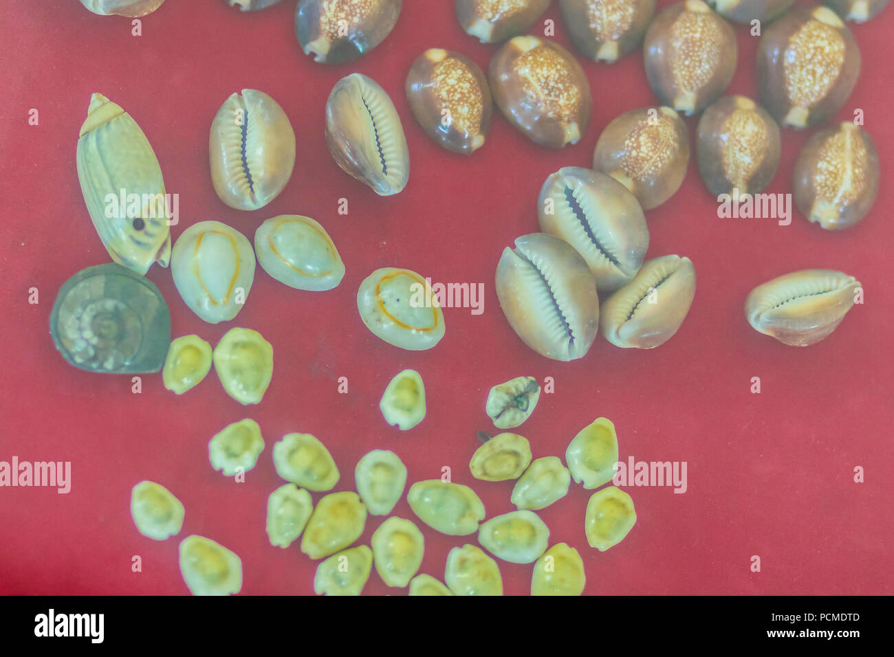 Cowrie shell money hi-res stock photography and images - Alamy