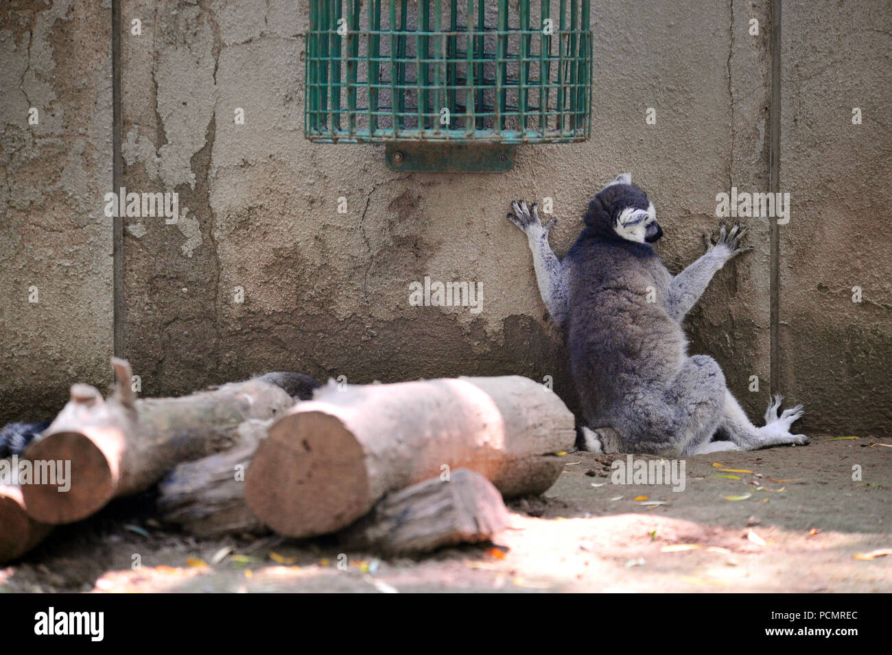 Beijing, Beijing, China. 3rd Aug, 2018. Beijing, CHINA-Animals at ...