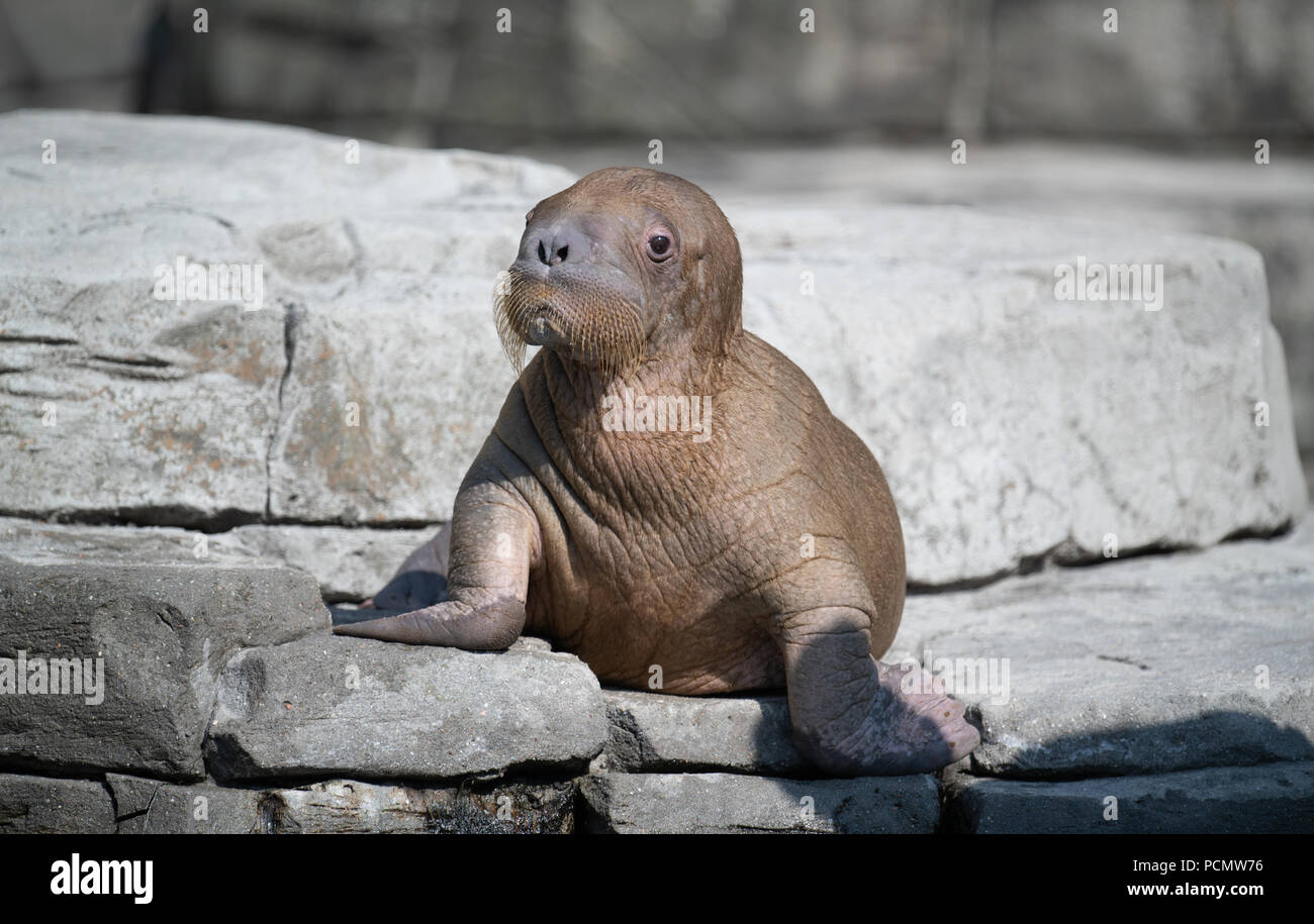 Walrus in hamburg zoo hi-res stock photography and images - Alamy