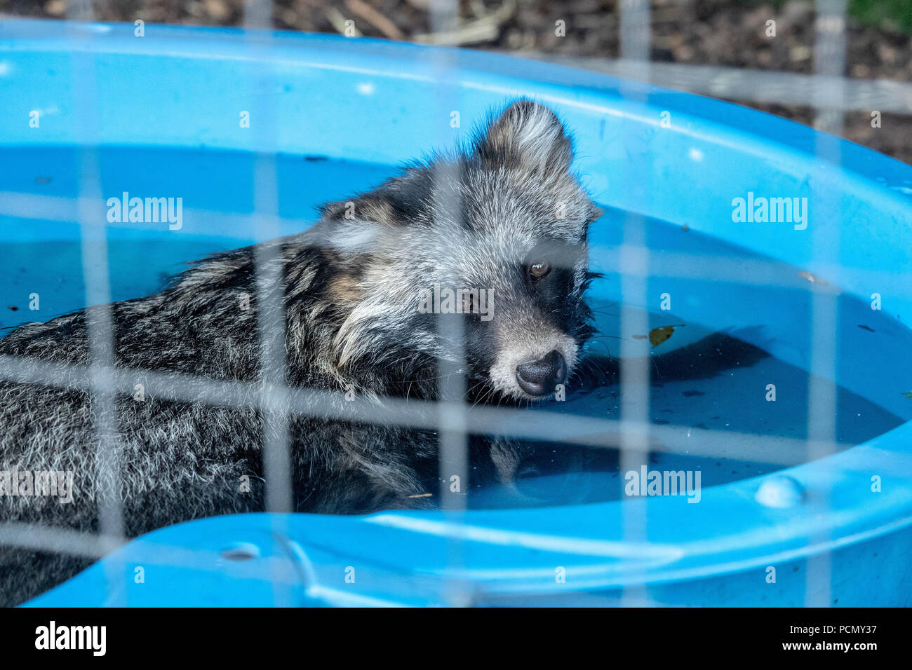 Hopefield animal sanctuary and racoon hi-res stock photography and ...