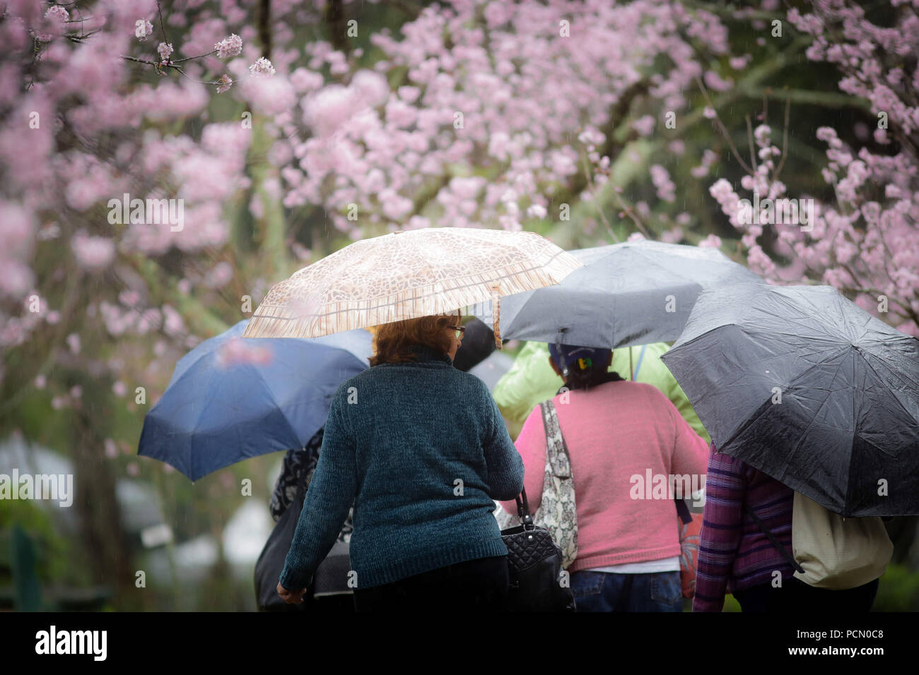 Sao Paulo, Brazil. 3rd Aug, 2018. People enjoy the cherry blossoms that ...