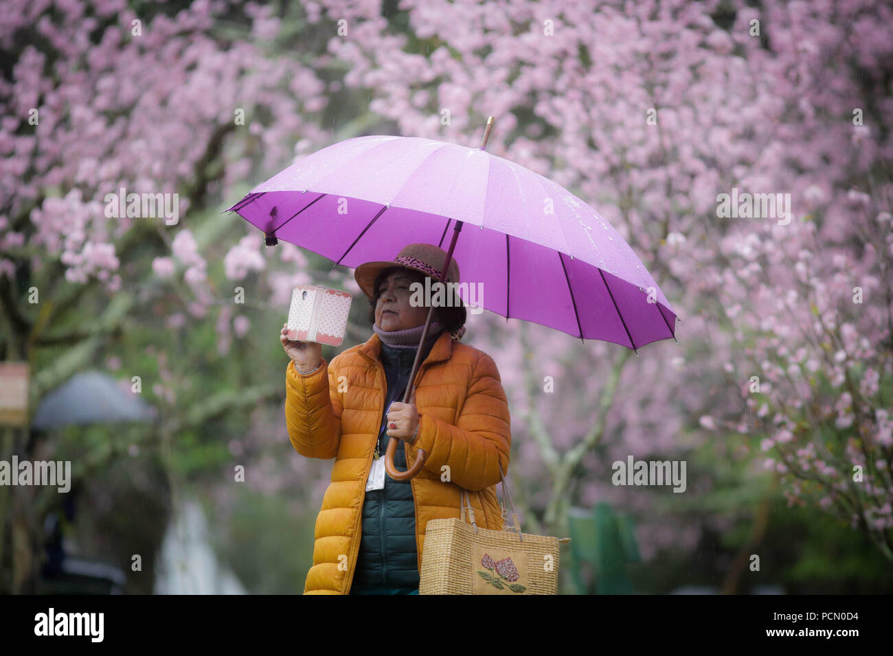 Sao Paulo, Brazil. 3rd Aug, 2018. People enjoy the cherry blossoms that ...