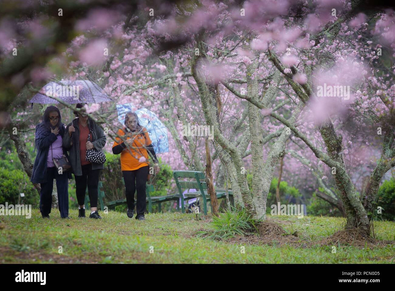 Sao Paulo, Brazil. 3rd Aug, 2018. People enjoy the cherry blossoms that ...